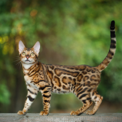 Bengal: Personality, Diet, Grooming, Training | Petplan