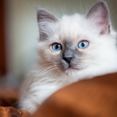 Birman: Personality, Diet, Grooming, Training | Petplan