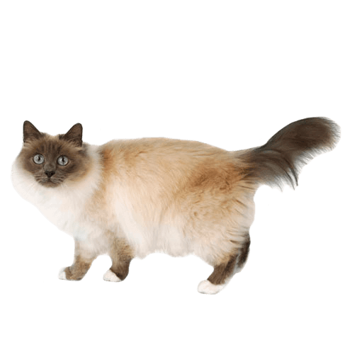Birman: Personality, Diet, Grooming, Training | Petplan