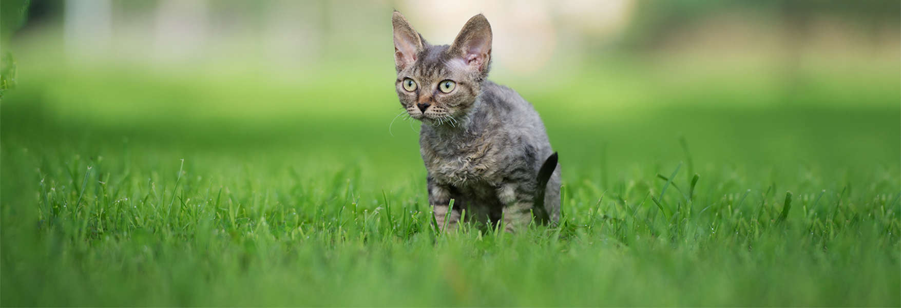 Devon Rex: Personality, Diet, Grooming, Training | Petplan