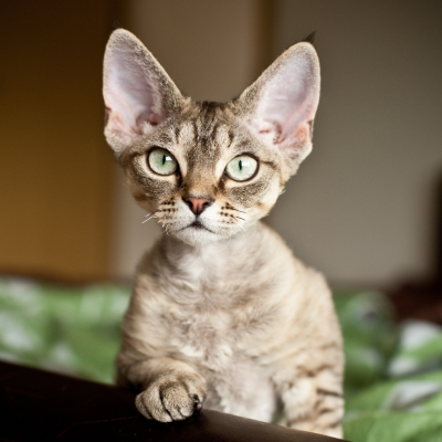 Devon Rex: Personality, Diet, Grooming, Training | Petplan