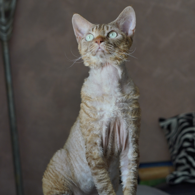 Devon Rex: Personality, Diet, Grooming, Training | Petplan