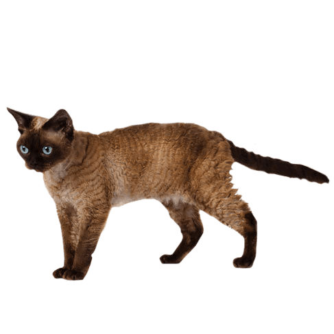 Devon Rex: Personality, Diet, Grooming, Training | Petplan