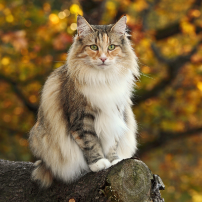 Cat Advice for Norwegian Forest Cats | Petplan