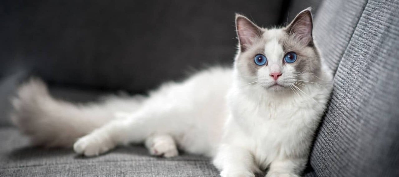 Ragdoll Breed Guide | Petplan