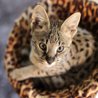 Savannah: Personality, Diet, Grooming, Training | Petplan
