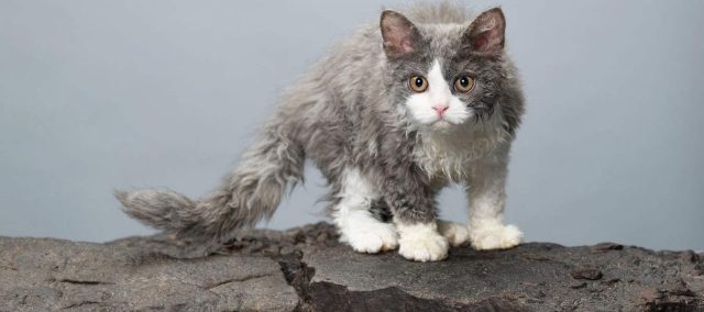 Cat Advice for Selkirk Rex Cats | Petplan