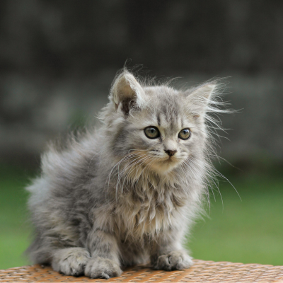 Siberian: Personality, Diet, Grooming, Training | Petplan