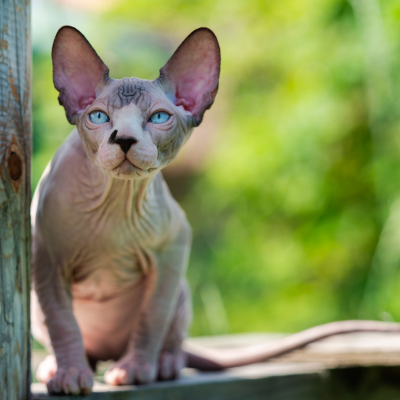 Sphynx: Personality, Diet, Grooming, Training | Petplan