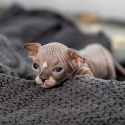 Sphynx: Personality, Diet, Grooming, Training | Petplan