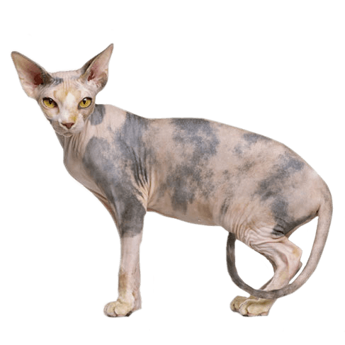 Sphynx: Personality, Diet, Grooming, Training | Petplan