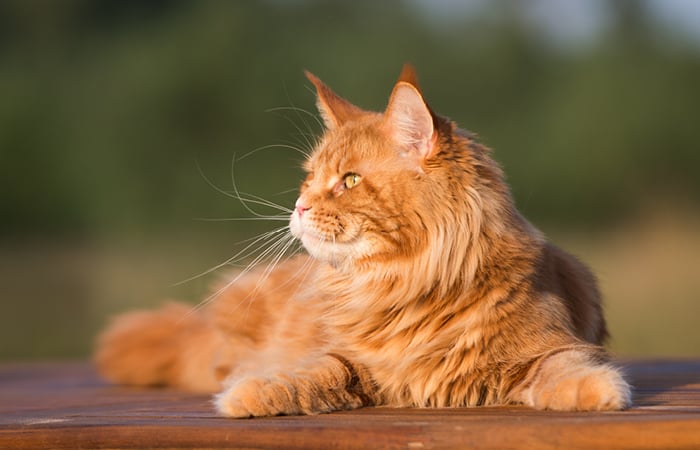 International Cat Day: How to celebrate your pet | Petplan
