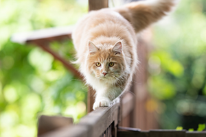 The facts behind cats' nine lives | Petplan