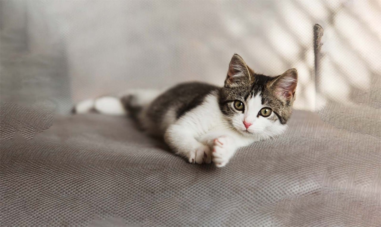 Top tips for kittens at 3-6 months | Petplan