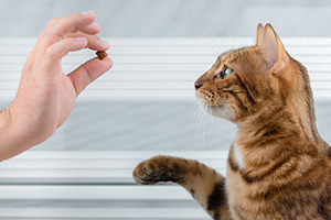 How to clicker train your cat | Petplan