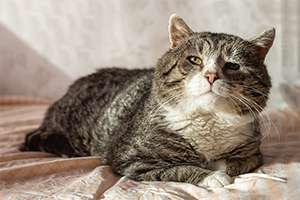How to tell if your cat is deaf | Petplan