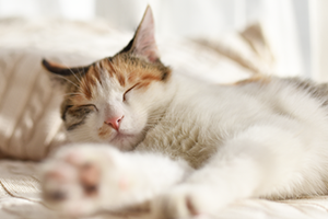 Why do cats snore - and is snoring in cats normal? | Petplan