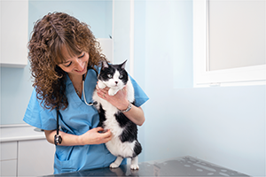 5 common cat injuries and treatments | Petplan