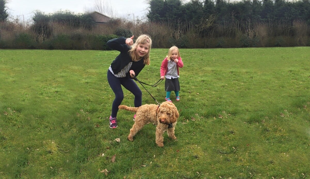 Exploring dog sharing sites | Petplan