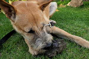 Why do dogs eat poop? | Petplan