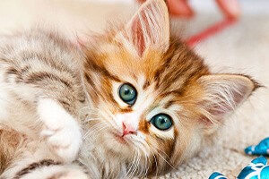 Supervet’s New Kitten Checklist | Petplan