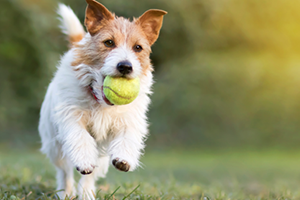 How to keep your dog in shape at any age | Petplan