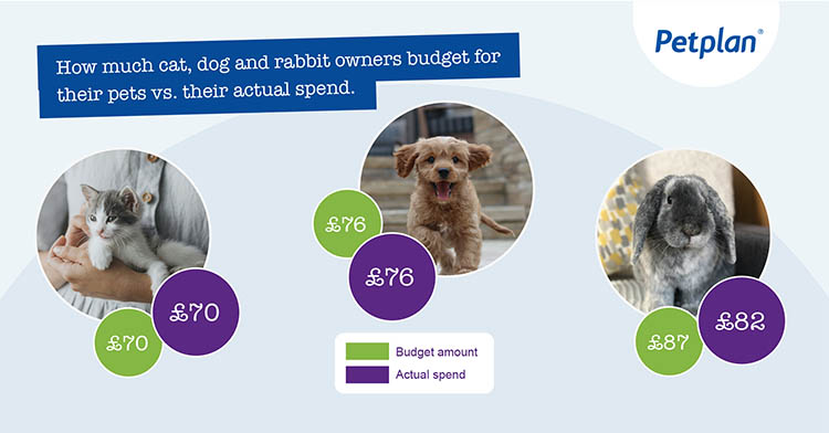 First-Time Pet Owner: Essential Tips and Guidance | Petplan