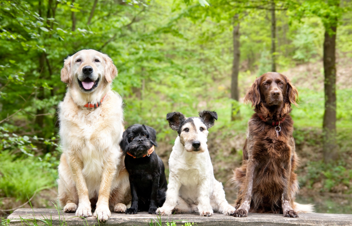 How to introduce a new pet to your furry friend | Petplan