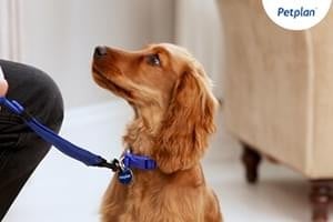 How to Clicker Train a Dog | Clicker Training Tips | Petplan