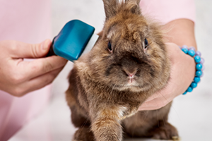 All about rabbit grooming and moulting | Petplan