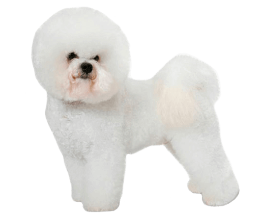 Dog Advice for Cockapoo | Petplan