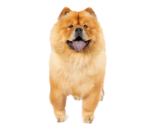 Dog Breed Selector | Petplan