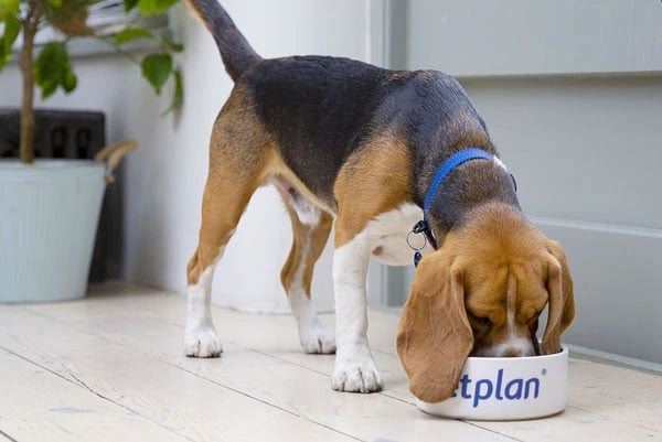 Beagle: Temperament, Lifespan, Grooming, Training | Petplan