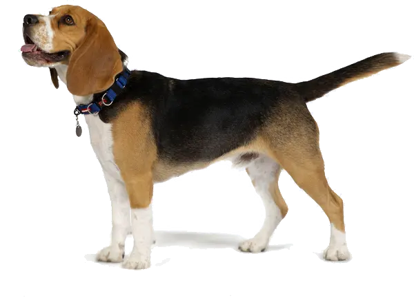 Beagle: Temperament, Lifespan, Grooming, Training | Petplan