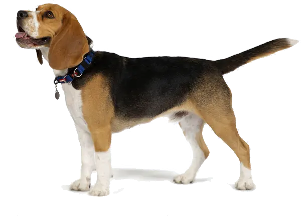 Beagle: Temperament, Lifespan, Grooming, Training | Petplan