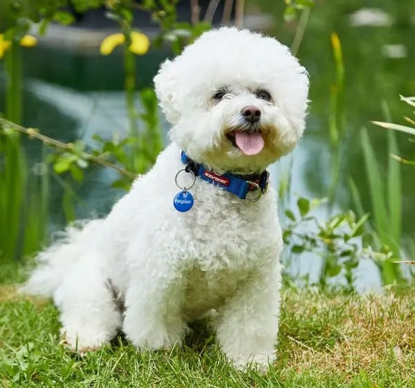 Dog Advice for Bichon Frise | Petplan