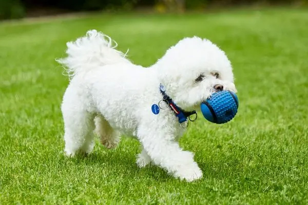 Dog Advice for Bichon Frise | Petplan