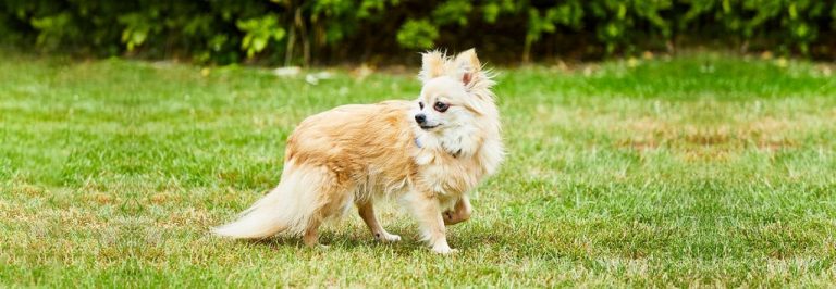 Dog Advice for Chihuahua | Petplan