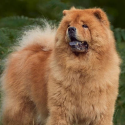 Dog Advice for Chow Chow | Petplan