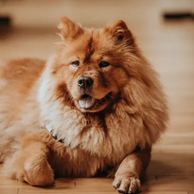 Dog Advice for Chow Chow | Petplan