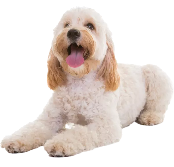 Dog Advice for Cockapoo | Petplan