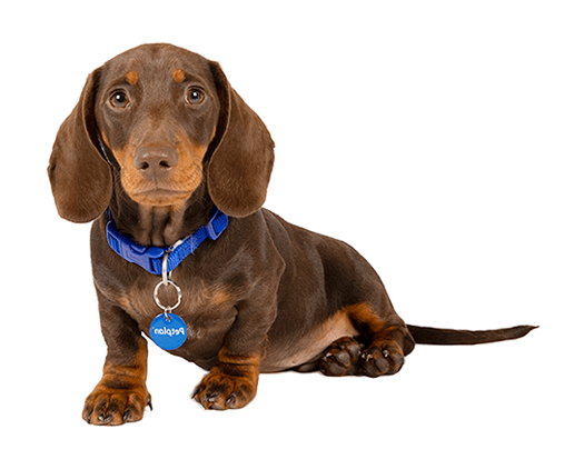 Dachshund Breed Guide & Information | Petplan