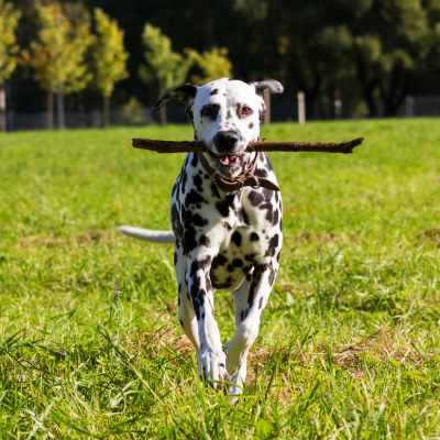 Dalmatian: Temperament, Lifespan, Grooming, Training | Petplan