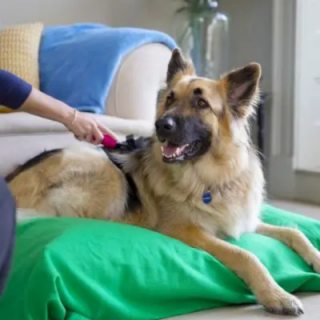 German Shepherd Breed Guide | Training & Grooming | Petplan