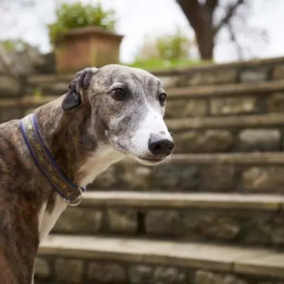 Dog Advice for Greyhound | Petplan