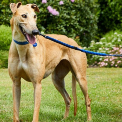 Dog Advice for Greyhound | Petplan