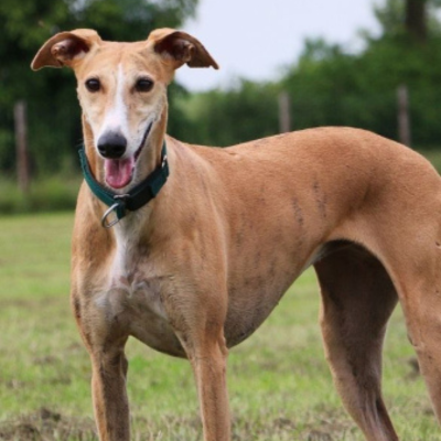 Dog Advice for Greyhound | Petplan