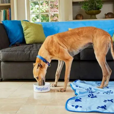 Dog Advice for Greyhound | Petplan