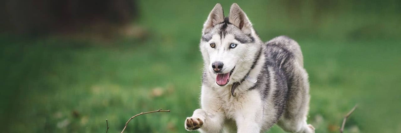 Husky: Temperament, Lifespan, Grooming, Training | Petplan