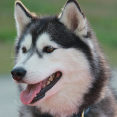 Husky: Temperament, Lifespan, Grooming, Training | Petplan